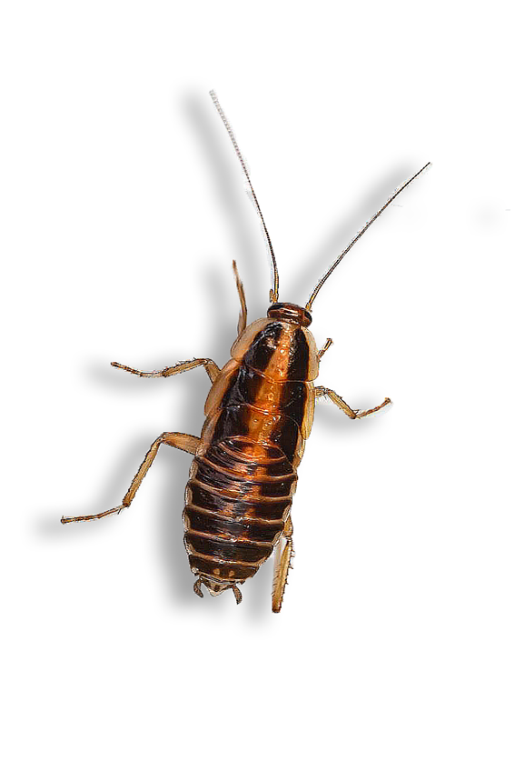 German Cockroach - Pulaski Pest Control